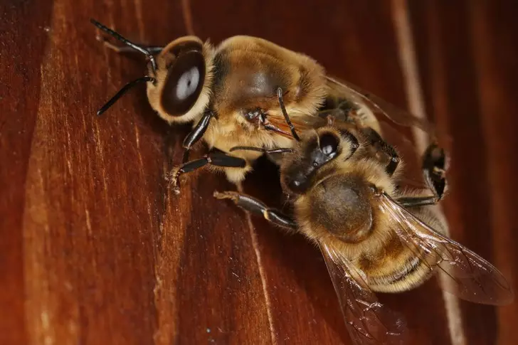 照片№1 - 科學家們發現了一隻蜜蜂，有兩個父親，沒有母親