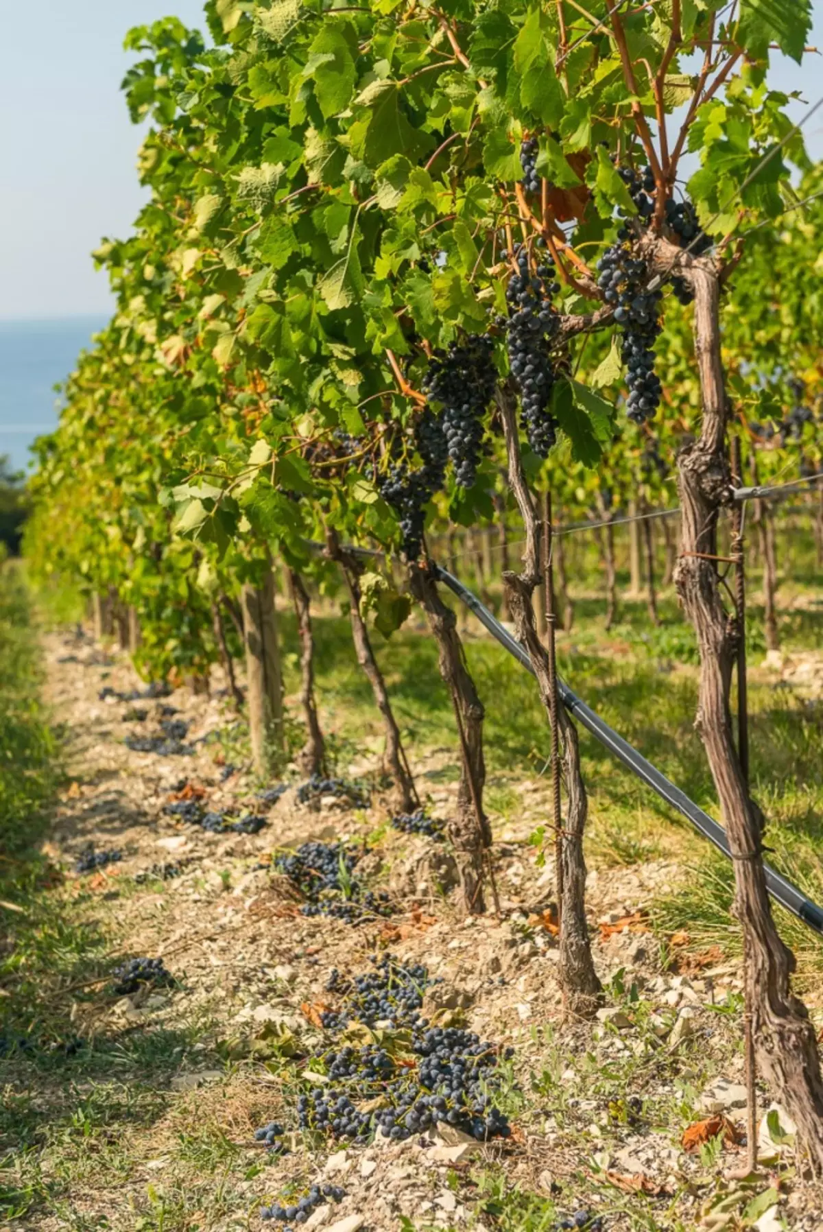 Fotografija številka 3 - Kako deluje in deluje eden od najsodobnejših vinskih kombajnijev Rusije