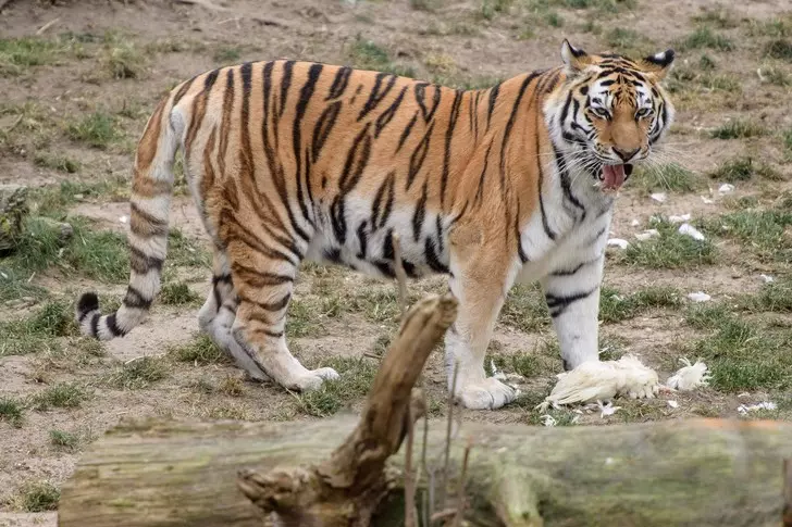 Foto número 1: els experts van explicar sobre el destí del tigre Amur a l'Extrem Orient