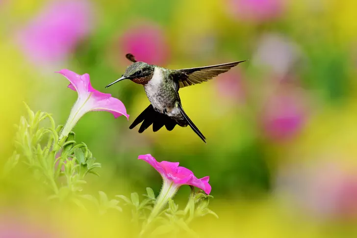 Fotografovanie №1 - malý život: Ako sa kolibríky stali skutočnými superhrdinami