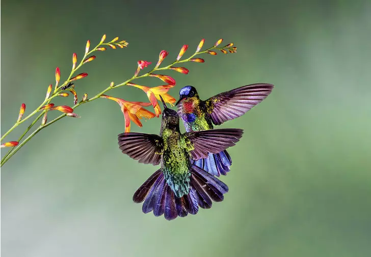 عکس شماره 7 - زندگی کوچک: چگونه Hummingbirds تبدیل به ابرقهرمانان واقعی شد