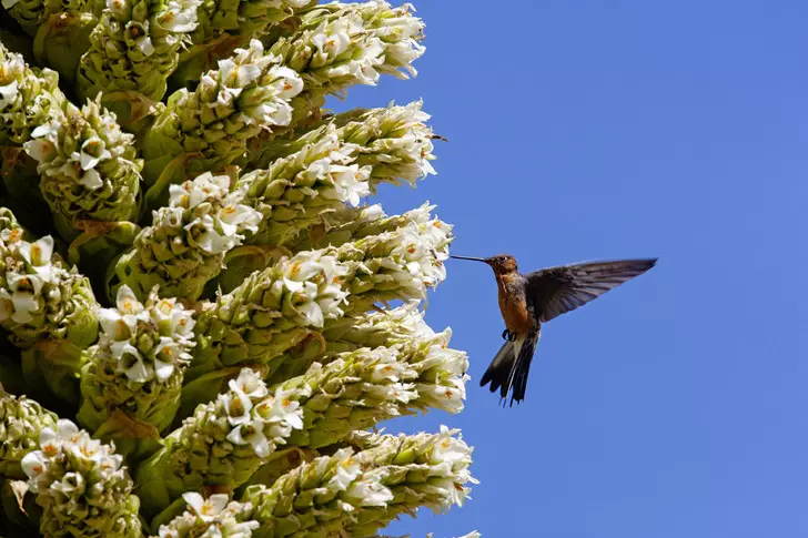 Diam duab №3 - Lub Neej Me: Yuav ua li cas hummingbirds los ntawm cov superhero tiag