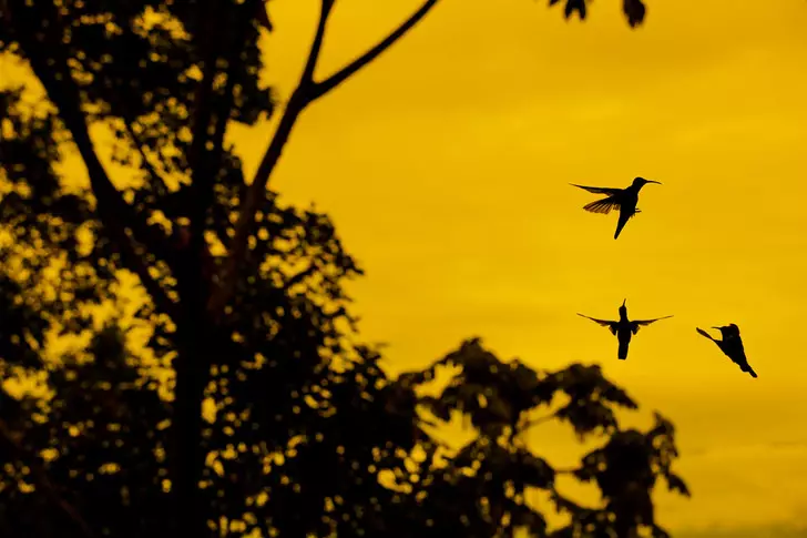 Foto №4 - Sedikit Hidup: Bagaimana Hummingbirds menjadi Superheroes Nyata