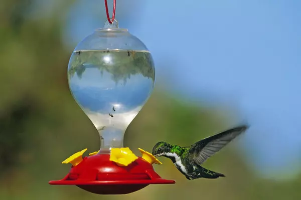 Little Life: Hummingbirds กลายเป็นฮีโร่ตัวจริง 31985_8