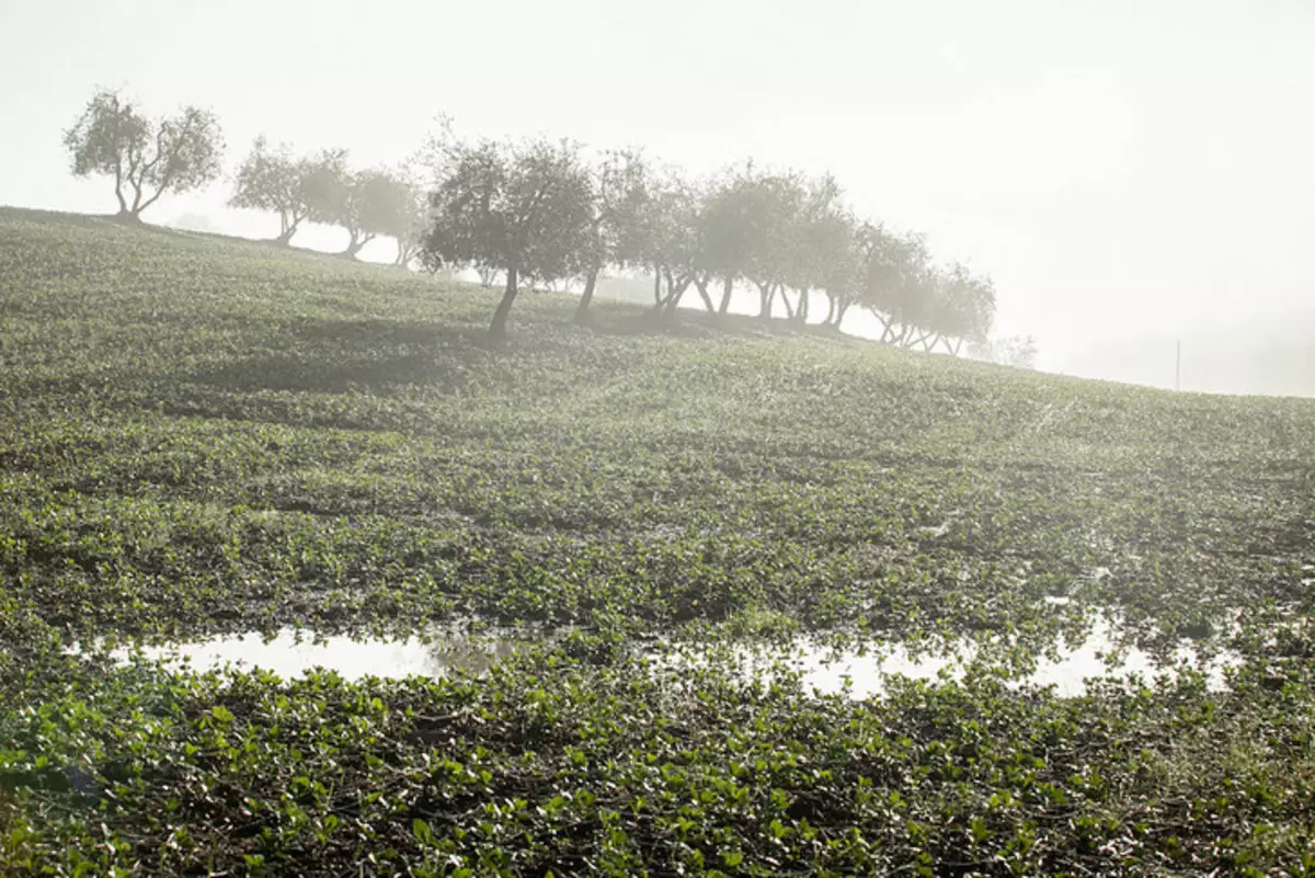 Nọmba foto 1 - chọtara nke kachasị ochie na mmanụ mmanụ olive