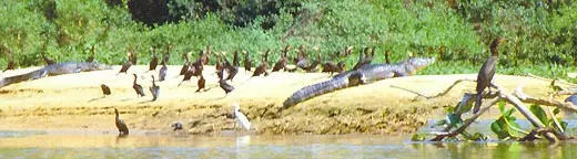 4. argazki zenbakia - Pantanal labirintoan