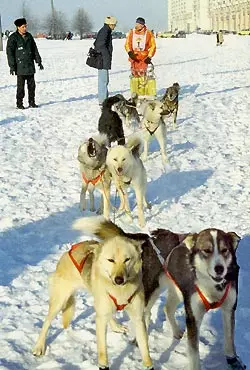 Photo №4 - Cayur and his pack