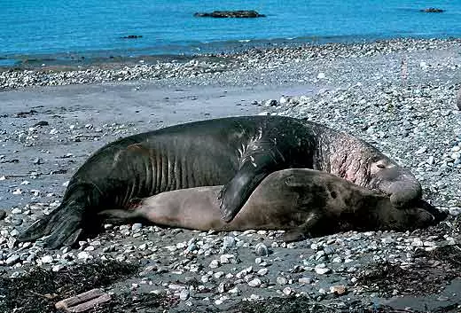 Foto číslo 4 - Rodinná dovolená na Falklandu