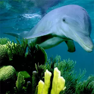 Fotó №1 - Delfinek és bálnák inspirálják a tudósokat