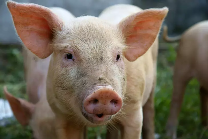 Människor kommer att replaera organen av genetiskt modifierade grisar