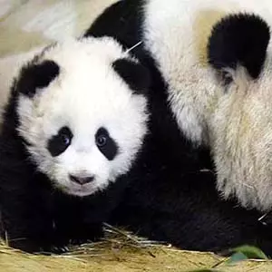 Foto №1 - Chinese Panda gescheiden op de Babi-giek