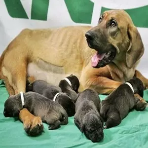 Fotoğraf №1 - Baba köpeğinin klonları