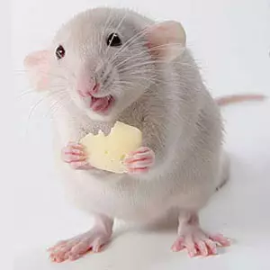 Gambar №1 - Tikus untuk sarapan, tikus untuk makan tengahari