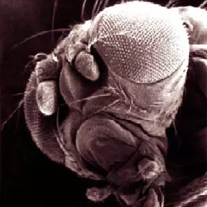 Fotoğraf Numarası 1 - Drosophila Saldırısı