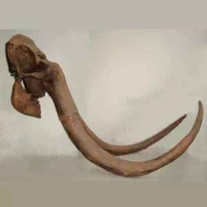 Photo №1 - Mammoths ga-agwa banyere enyí