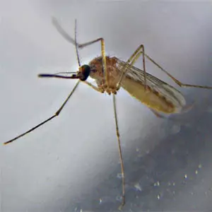 Foto №1 - Uang di malaria
