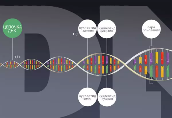 Picha №1 - Gene-Oracle na tafsiri yake.