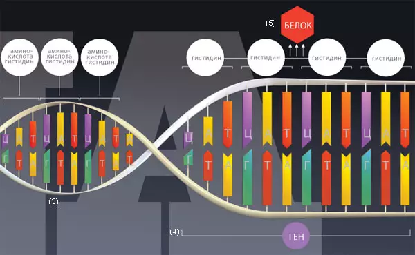 Ảnh №2 - Gene-Oracle và phiên dịch viên của mình