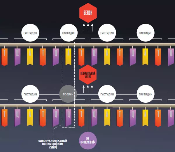 Ảnh №3 - Gene-Oracle và phiên dịch của anh ấy