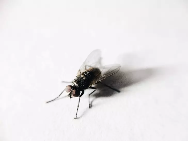 照片№1 - 蒼蠅對一個人來說是危險的