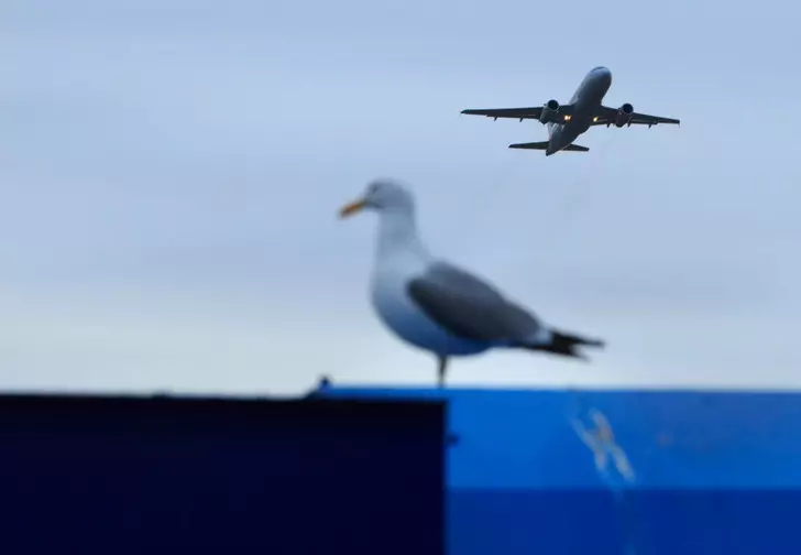 Фото №1 - Що небезпечніше для літака: птах або дрон?