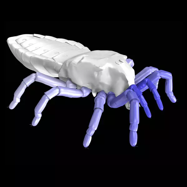Навукоўцы стварылі 3D мадэль павука, які жыў 410 млн гадоў таму