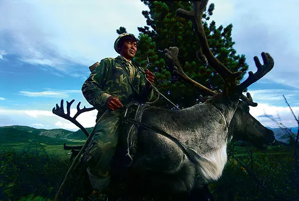 사진 №1 - 타이가 향수 : 어떻게 reindeer 텔레비전이 살고 있습니까?