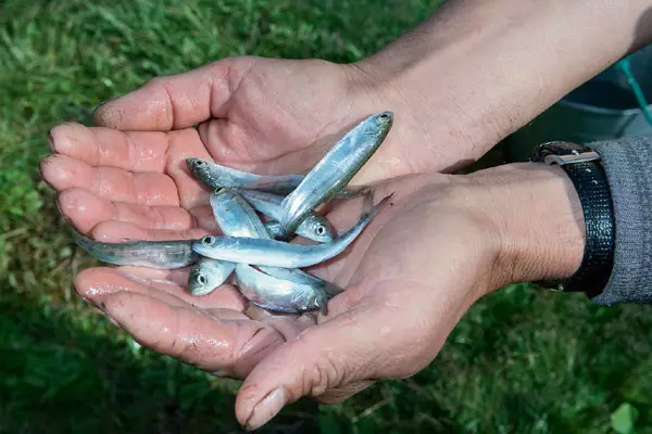 Foto Nummer 8 - Ewige Rückkehr: Erstaunliche Fakten von Lachs verloren