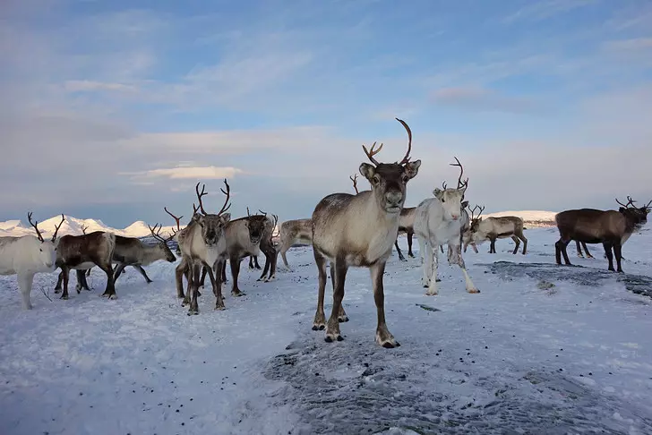 Photo 1 zenbakia - Norvegian, filmaketa oreinak ondorioz heriotza infekzioa