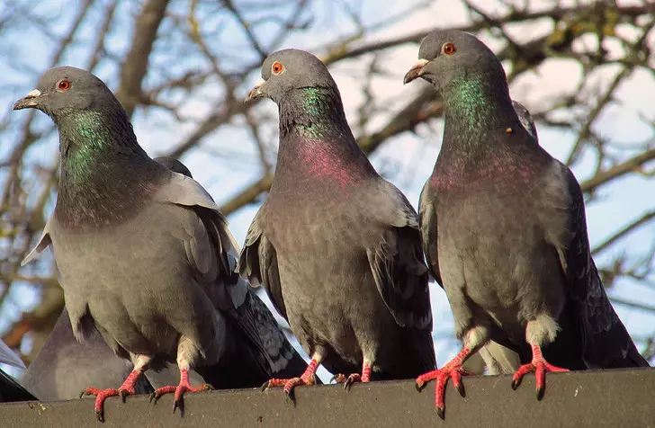 Foto №1 - Las palomas pueden adoptar la experiencia de las generaciones anteriores.