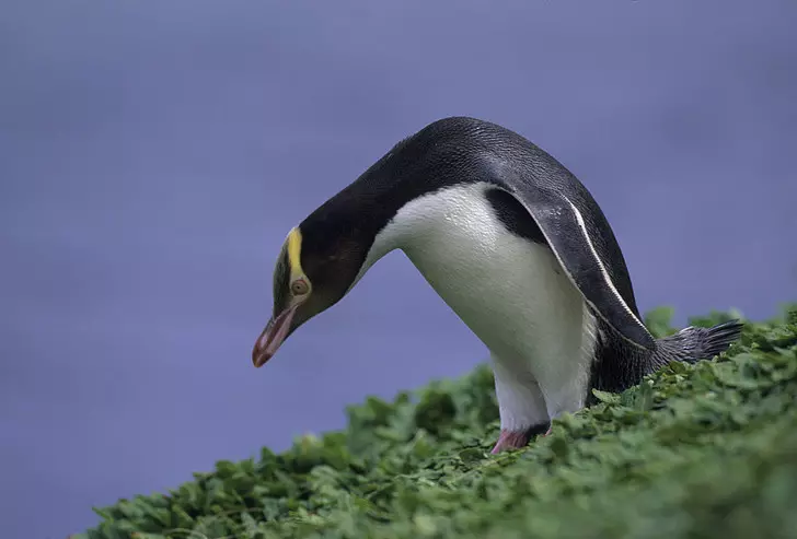Foto №1 - Pinguïns van Nieuw-Zeeland bedreigt verdwijning