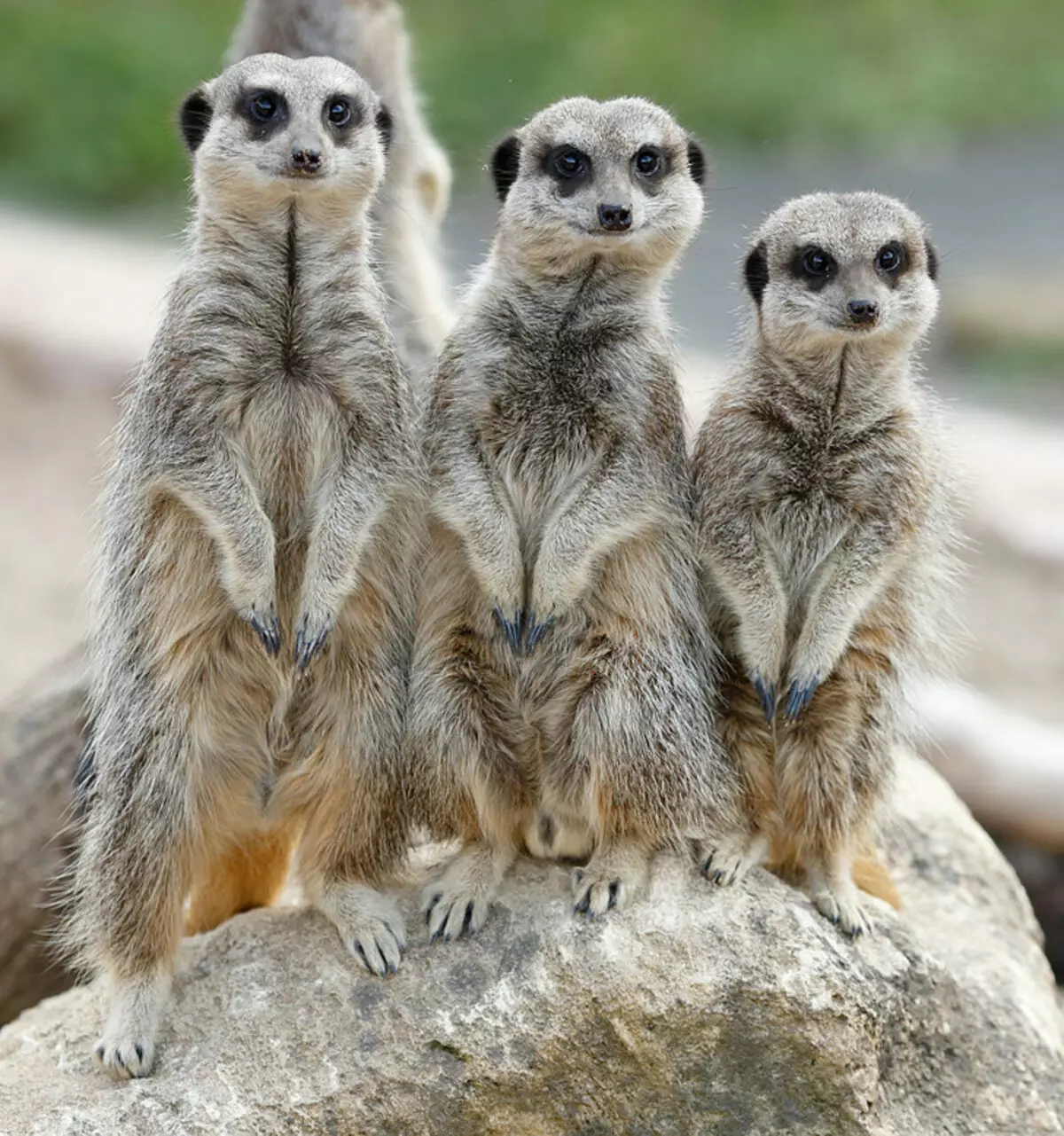 사진 №1 - 과학자들은 meerkat의 냄새를 설명했습니다