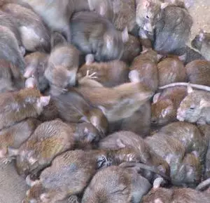 Foto №1 - Ratti strisciano fuori dalle loro isole sull'Alaska