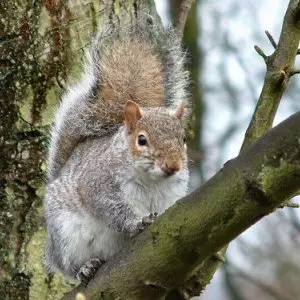 Photo №1 - The British eat gray squirrels