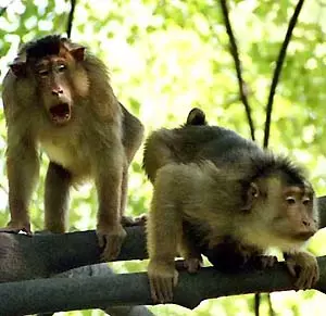 Foto №1 - Vice alcalde Delhi se fue víctima de monos