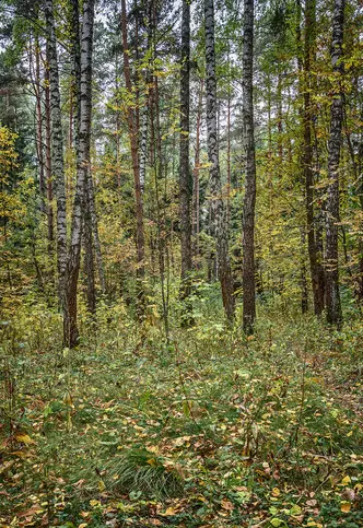 Photo №10 - Témata houby: Kde hledat, jak sbírat a vařit