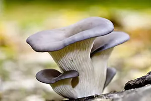 Wêne №12 - Mijarên Mushroom: Li ku derê bigerin ka meriv çawa berhev dike û cook