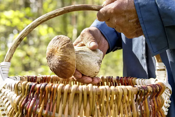 Photo №16 - Tops de champignons: Où chercher comment collecter et cuisiner