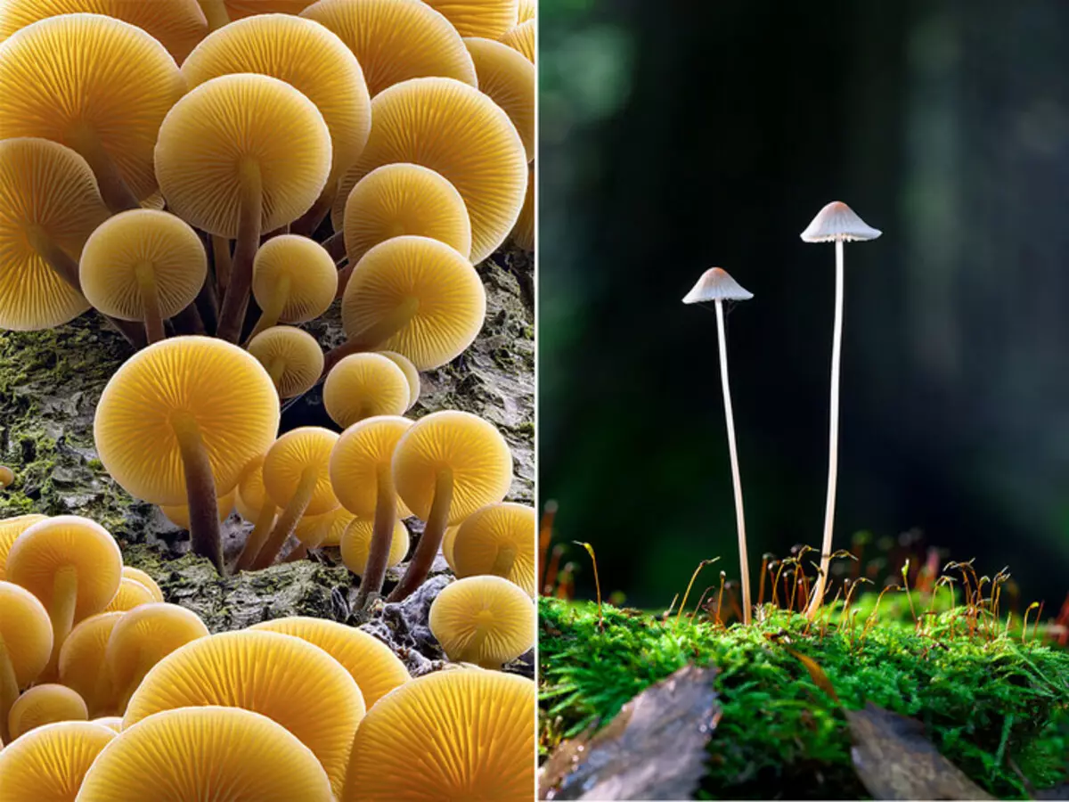 Foto №3 - Mushroom Temoj: Kie serĉi kiel kolekti kaj kuiri