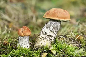 Wêne №6 - Mijarên Mushroom: Li ku derê digerin ku meriv çawa berhev bike û cook