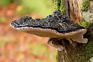 FOTO №7 - Mushroom emner: Hvor skal man se efter, hvordan du samler og koger