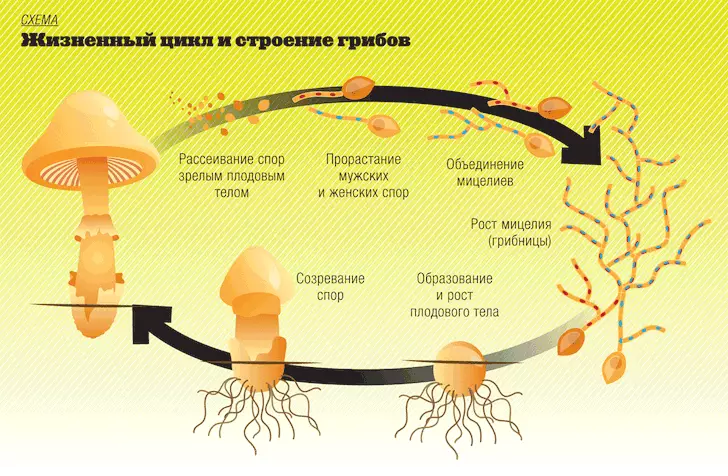 Wêne №9 - Mijarên Mushroom: Li ku derê li ku derê binihêrin ka meriv çawa berhev dike û cook