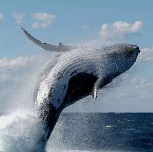 Fotó száma 1 - A tudósok megfejtették a bálnák nyelvét