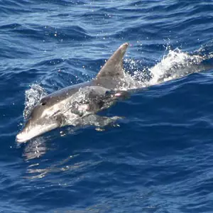 Lambarka Sawirka 1 - Boqolaal Dolphins ah ayaa ku dhintay xeebta Cape Verde