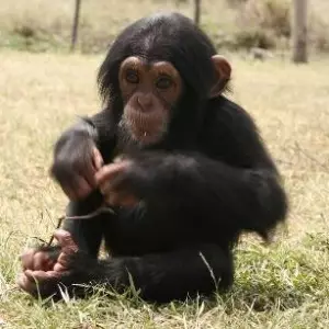 Surat belgisi 1 - Chimpanzees talyplary ýeňen okuwçylar