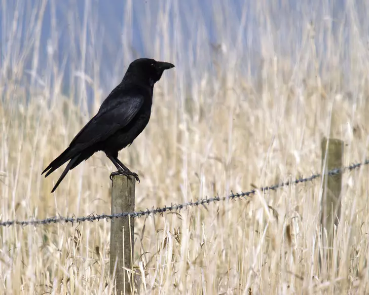 Nimewo foto 1 - Crows yo kapab ekstrè leson nan men lanmò nan fanmi