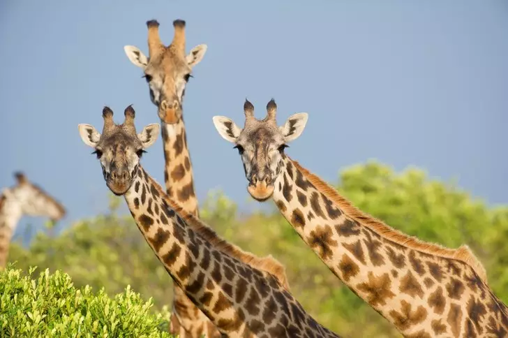 Foto №1 - ha rivelato il segreto della formazione di un lungo collo da giraffe