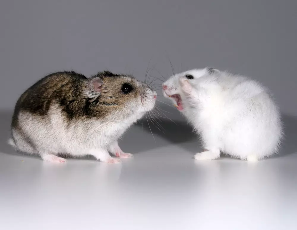 Experiments on Siberian hamsters explained why in winter women behave aggressively