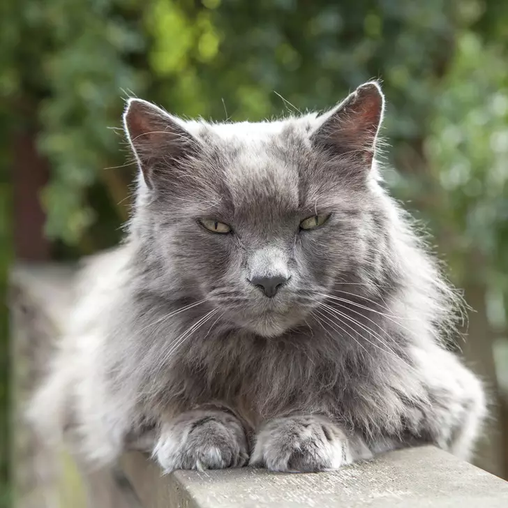 Bilde №1 - katten i Sverige funnet i Sør-Frankrike