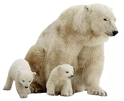 Larawan №5 - Nursery ng polar bears.